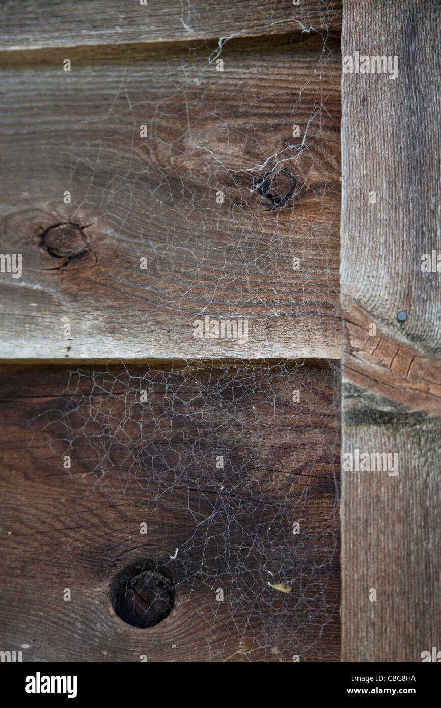 Detail of cobwebs on a wooden wall Stock Photo - Alamy