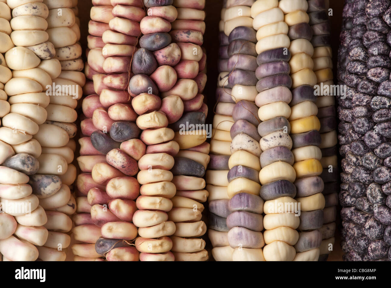 Traditional blue, white, yellow and red dried corn cobs. Close-up Stock ...