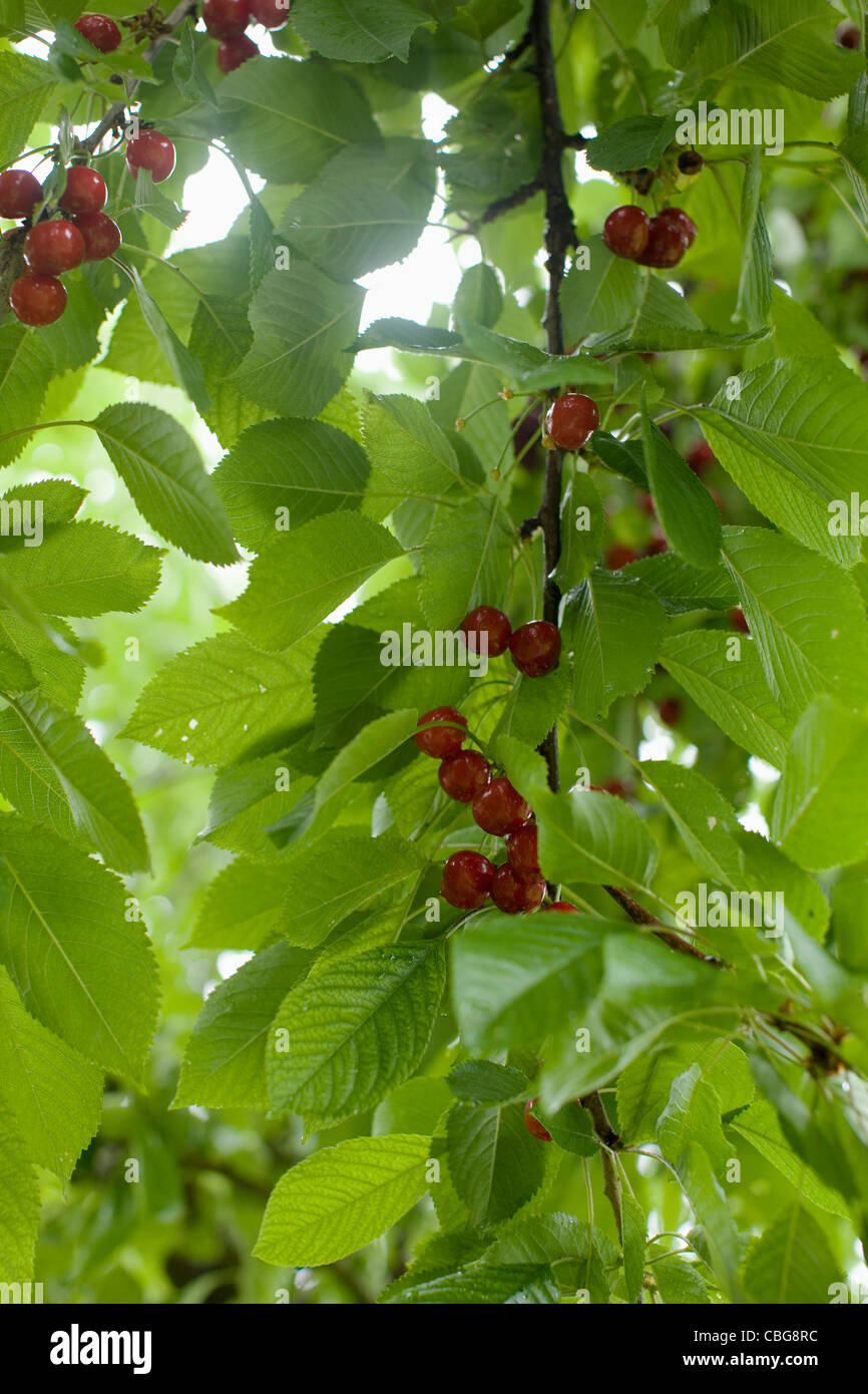 Cherries hanging from tree hi-res stock photography and images - Alamy