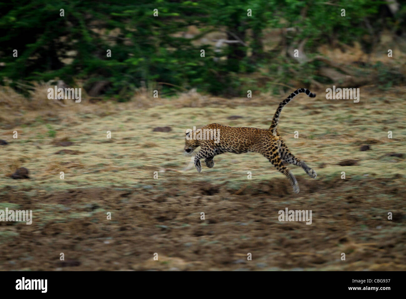 Yala leopard hi-res stock photography and images - Alamy