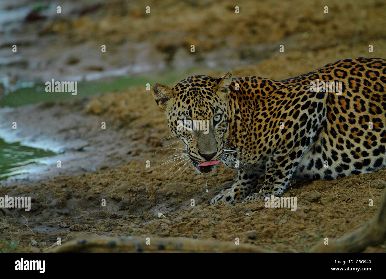 Leopard in Yala National Park Stock Photo - Alamy