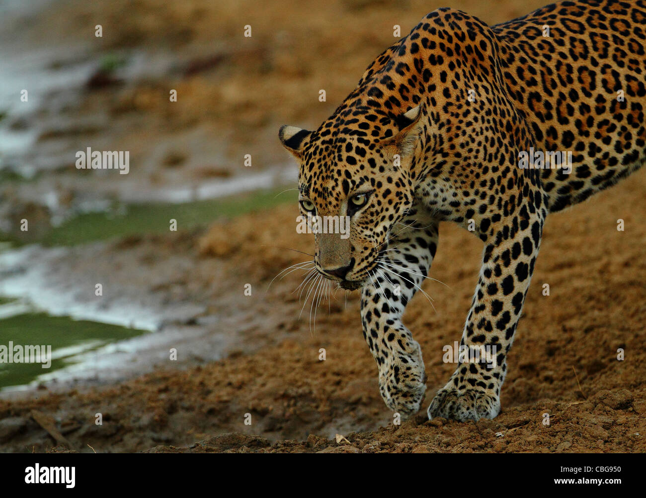 Leopard in Yala National Park Stock Photo - Alamy