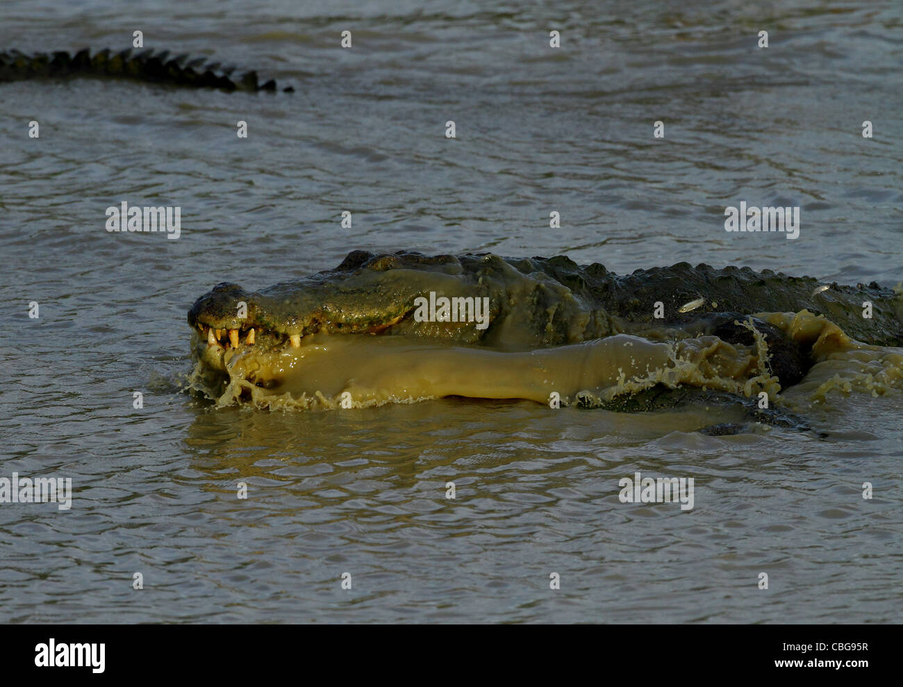 Crocodile hunt hi-res stock photography and images - Alamy
