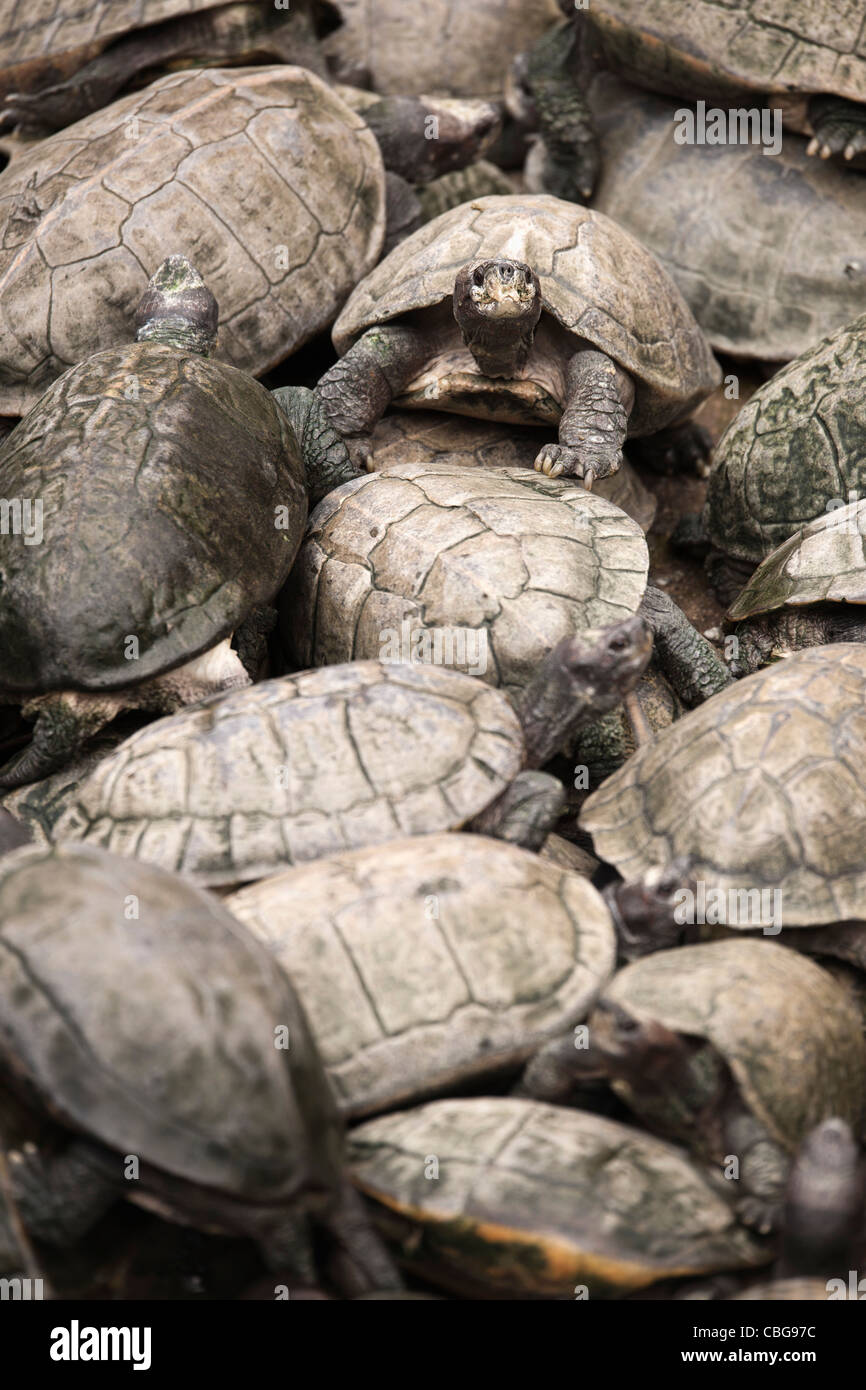 A bale of turtles hi-res stock photography and images - Alamy