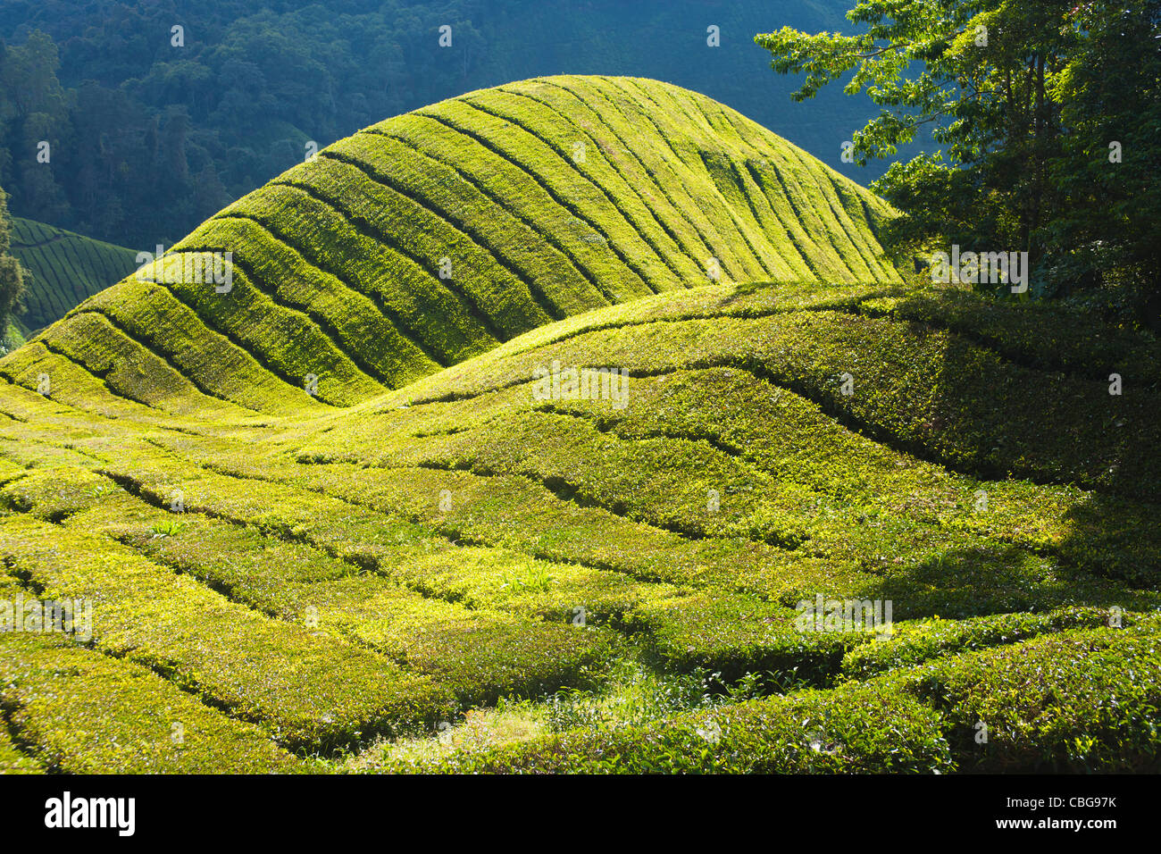 Detail of a tea plantation Stock Photo - Alamy