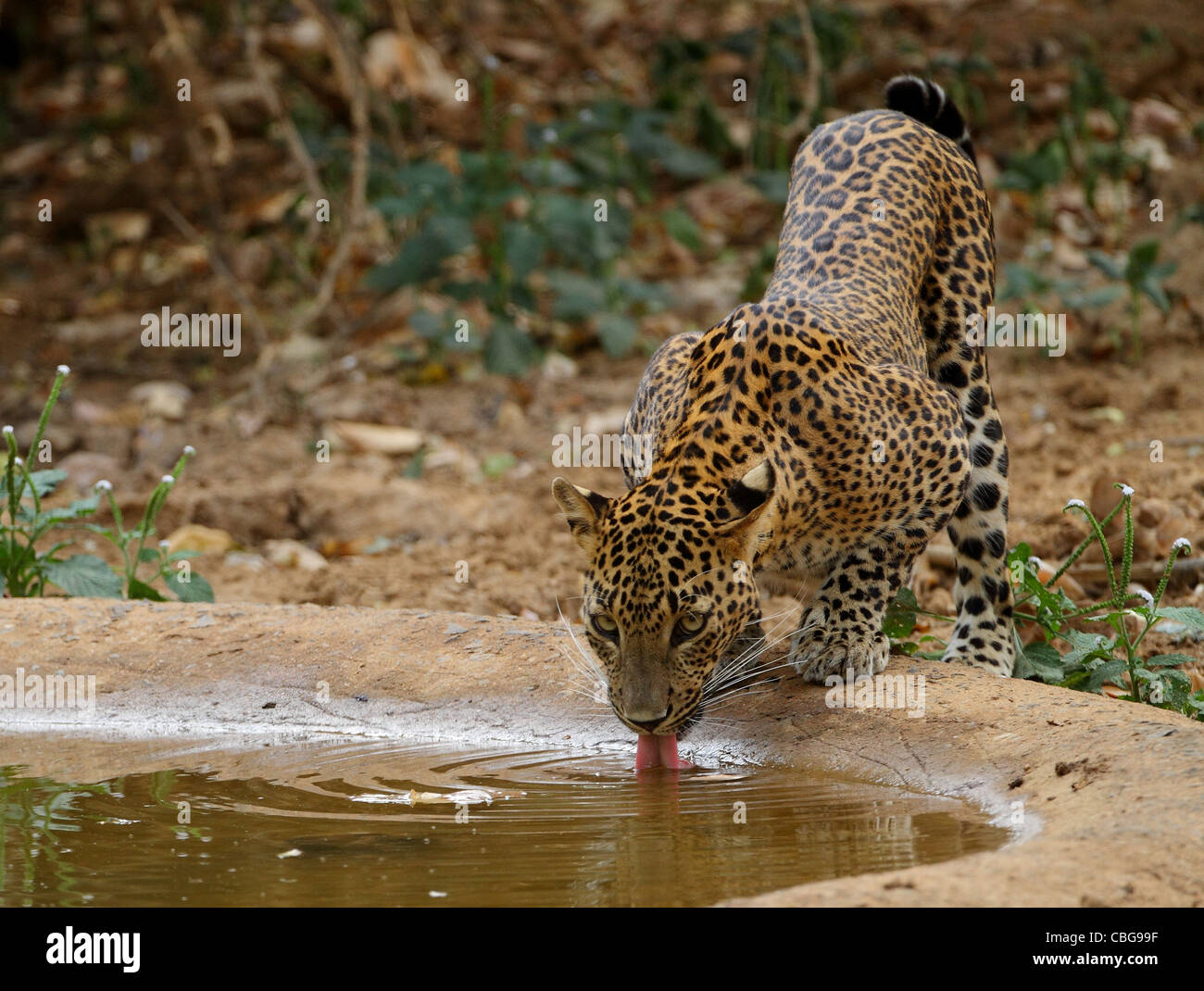 Leopard in Yala National Park Stock Photo - Alamy