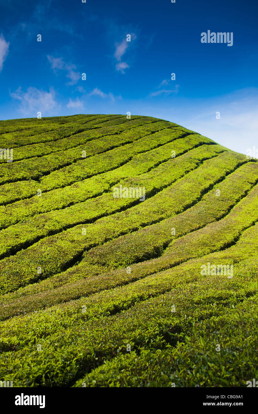 Detail of a tea plantation Stock Photo - Alamy