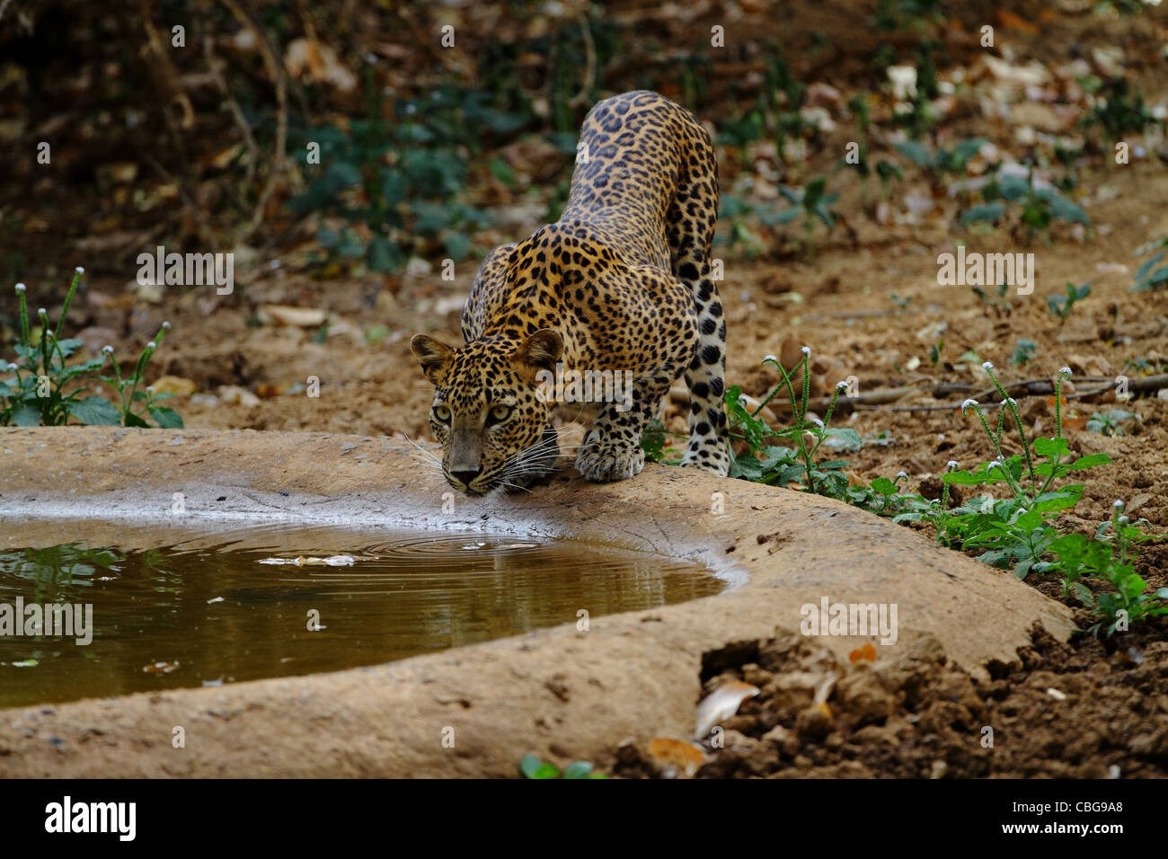 Leopard yala hi-res stock photography and images - Alamy