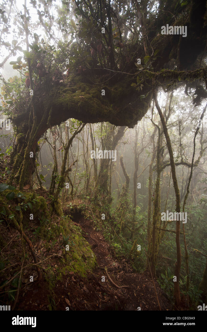 Trees and vines in a forest Stock Photo - Alamy