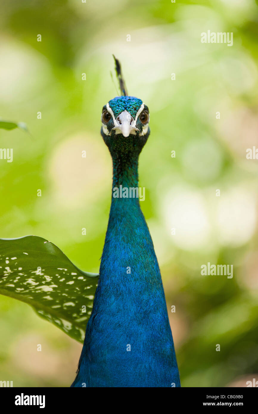 A peacock, front view Stock Photo - Alamy