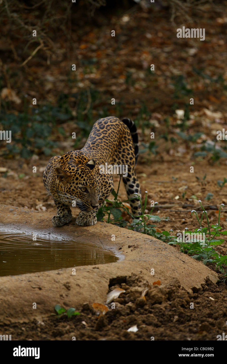Leopard in Yala National Park Stock Photo - Alamy