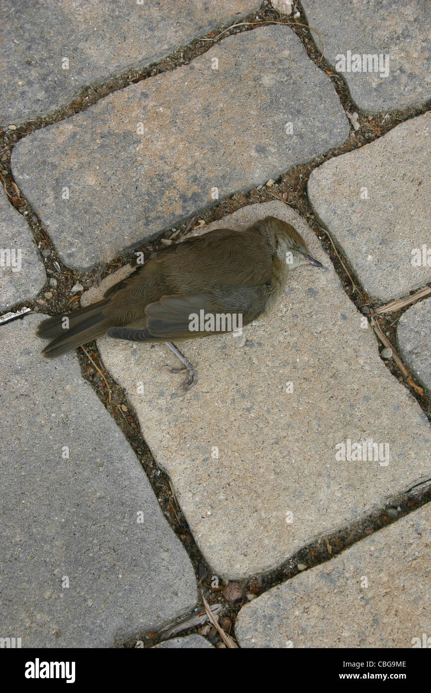 A dead bird on the ground Stock Photo - Alamy