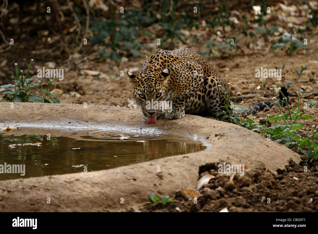 Leopard in Yala National Park Stock Photo - Alamy