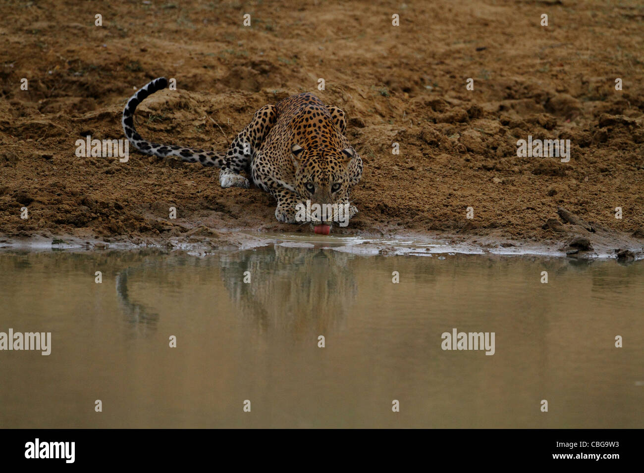 Leopard yala hi-res stock photography and images - Alamy