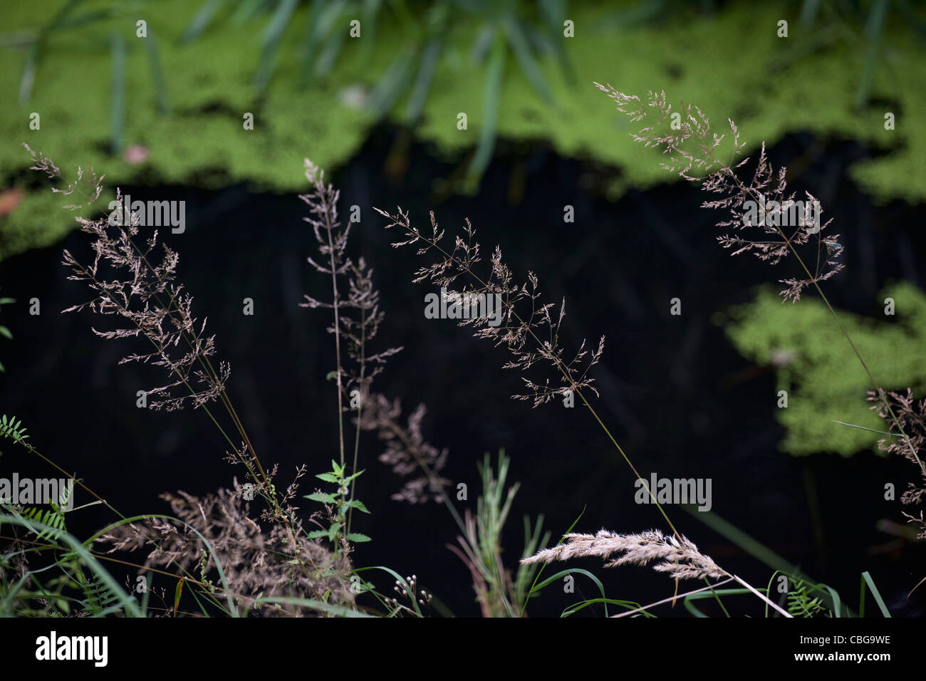Timothy grass growing near the edge of a pond Stock Photo - Alamy