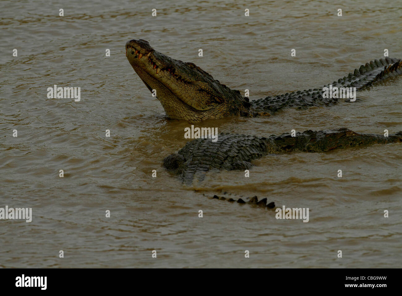 Crocodiles fighting hi-res stock photography and images - Alamy