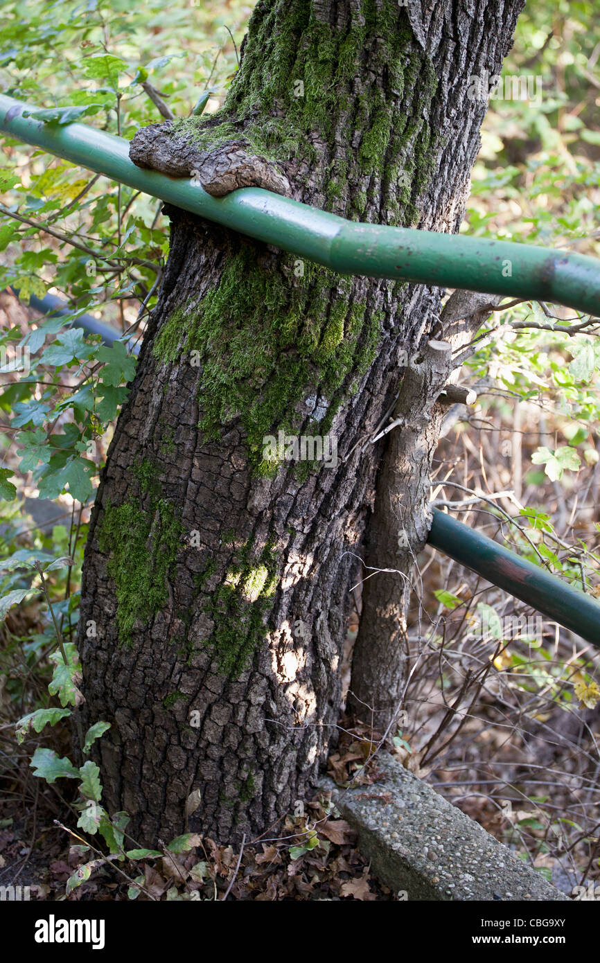 Tree bark growing over hand railing Stock Photo - Alamy