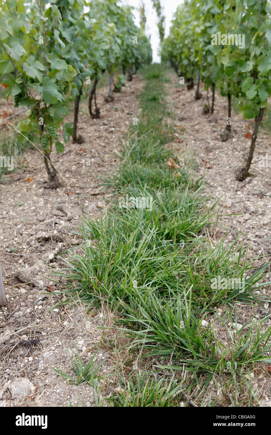 Trail of grass in vineyard Stock Photo - Alamy