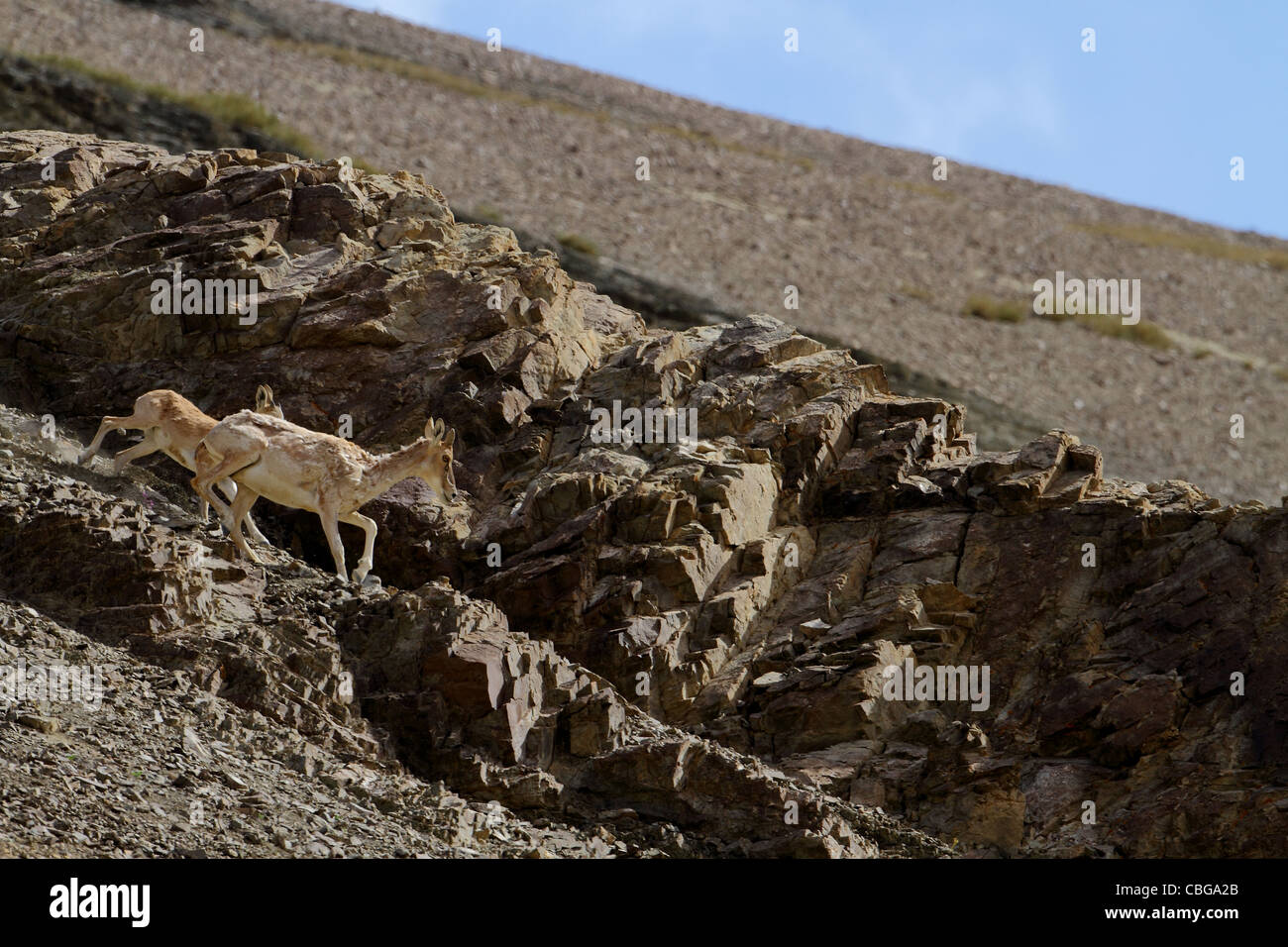 Urial hi-res stock photography and images - Alamy