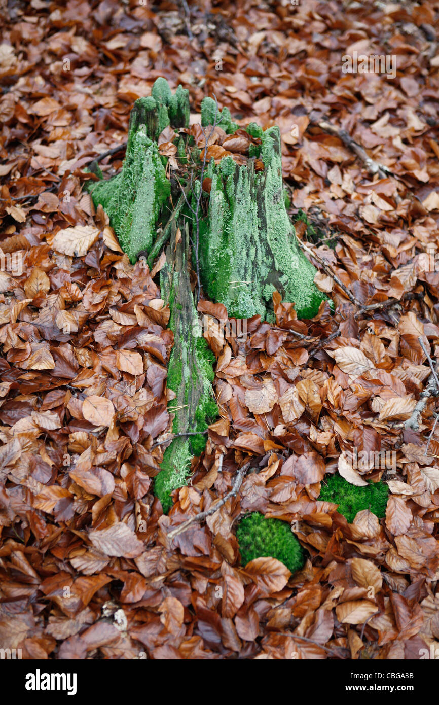 Old fallen beech hi-res stock photography and images - Alamy