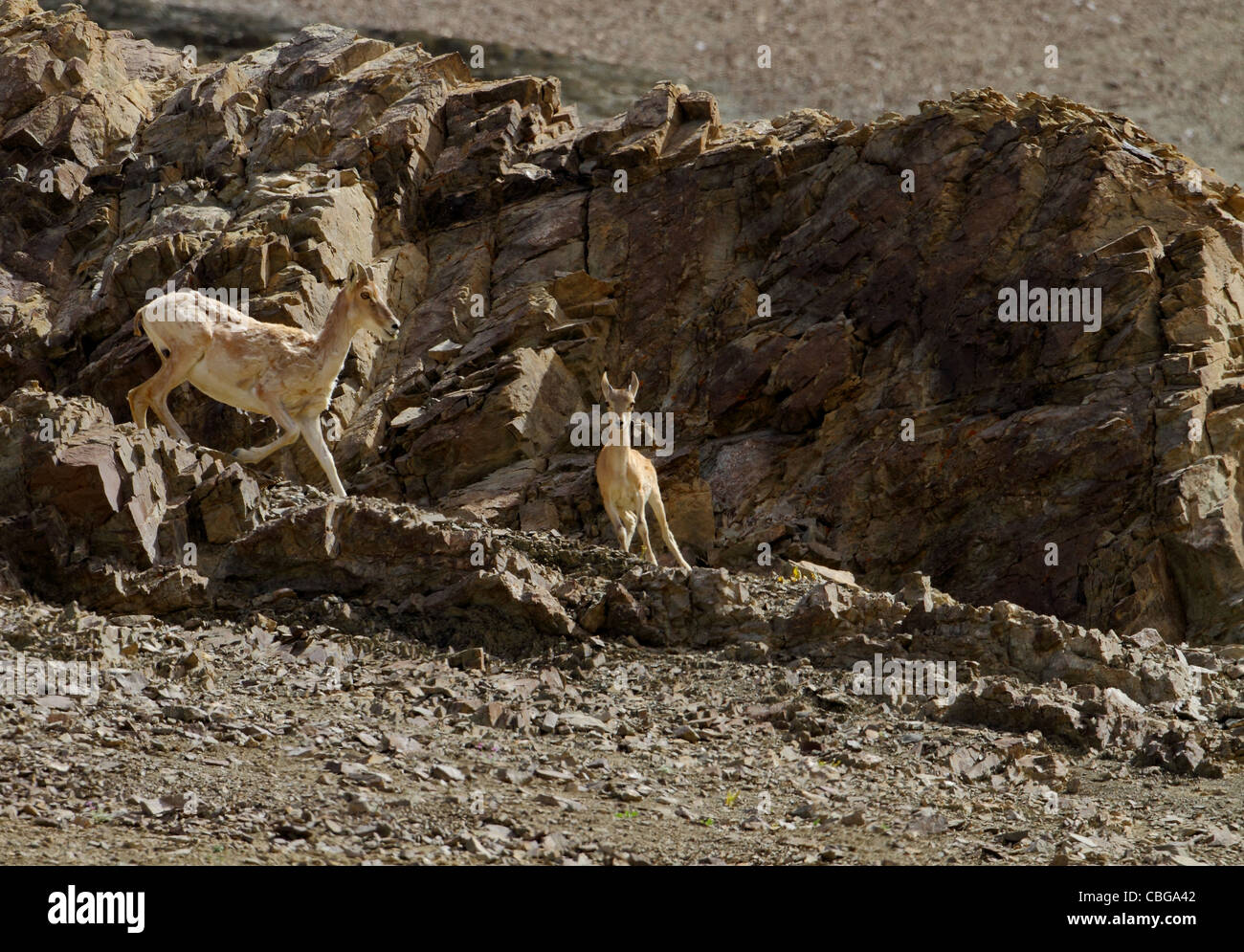 Urial hi-res stock photography and images - Alamy