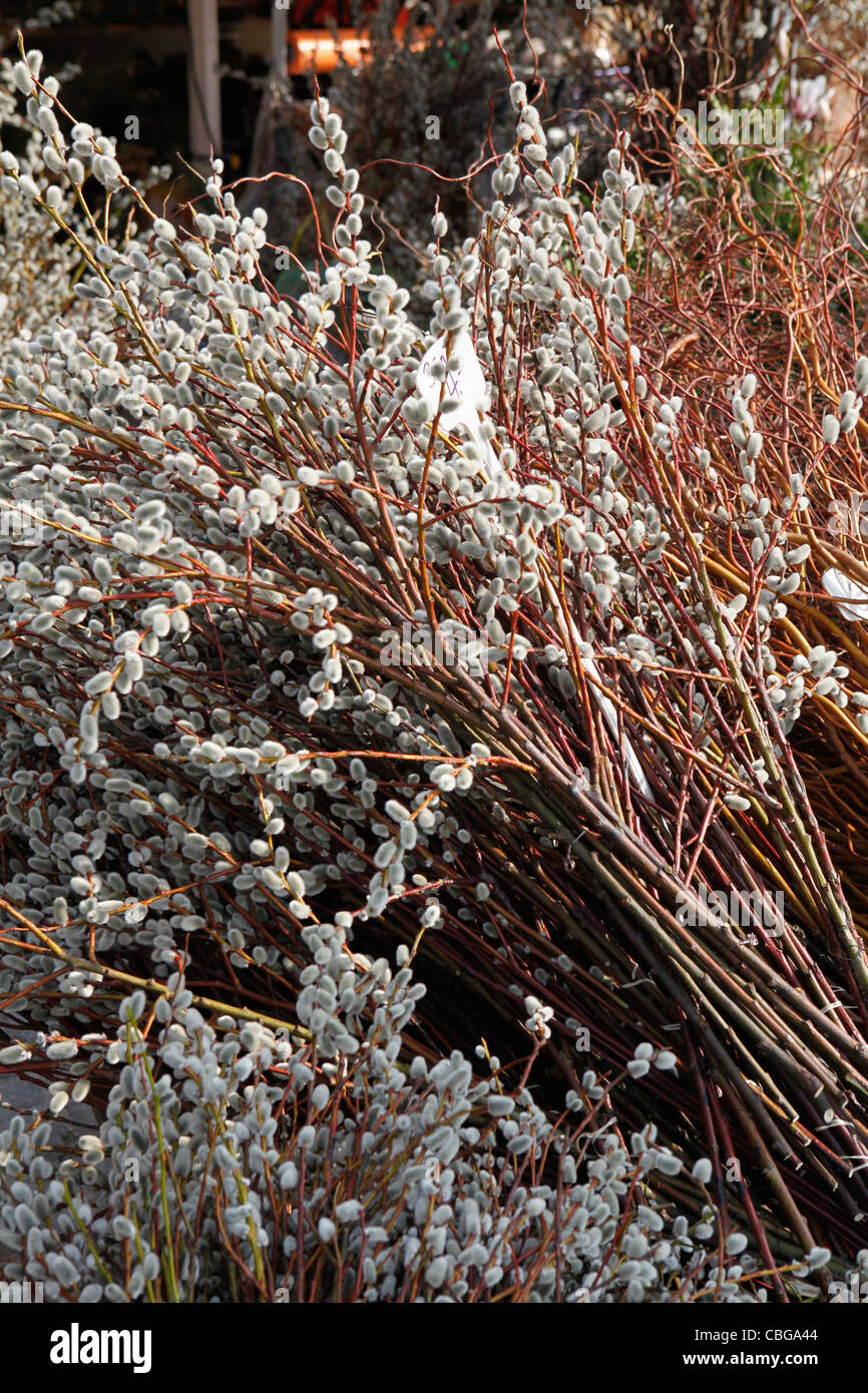 Bush with gray buds Stock Photo - Alamy