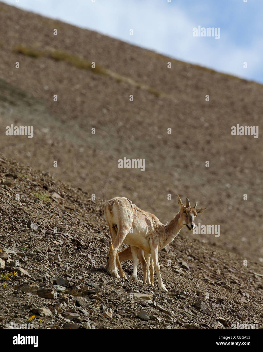 Ladakh urial hi-res stock photography and images - Alamy