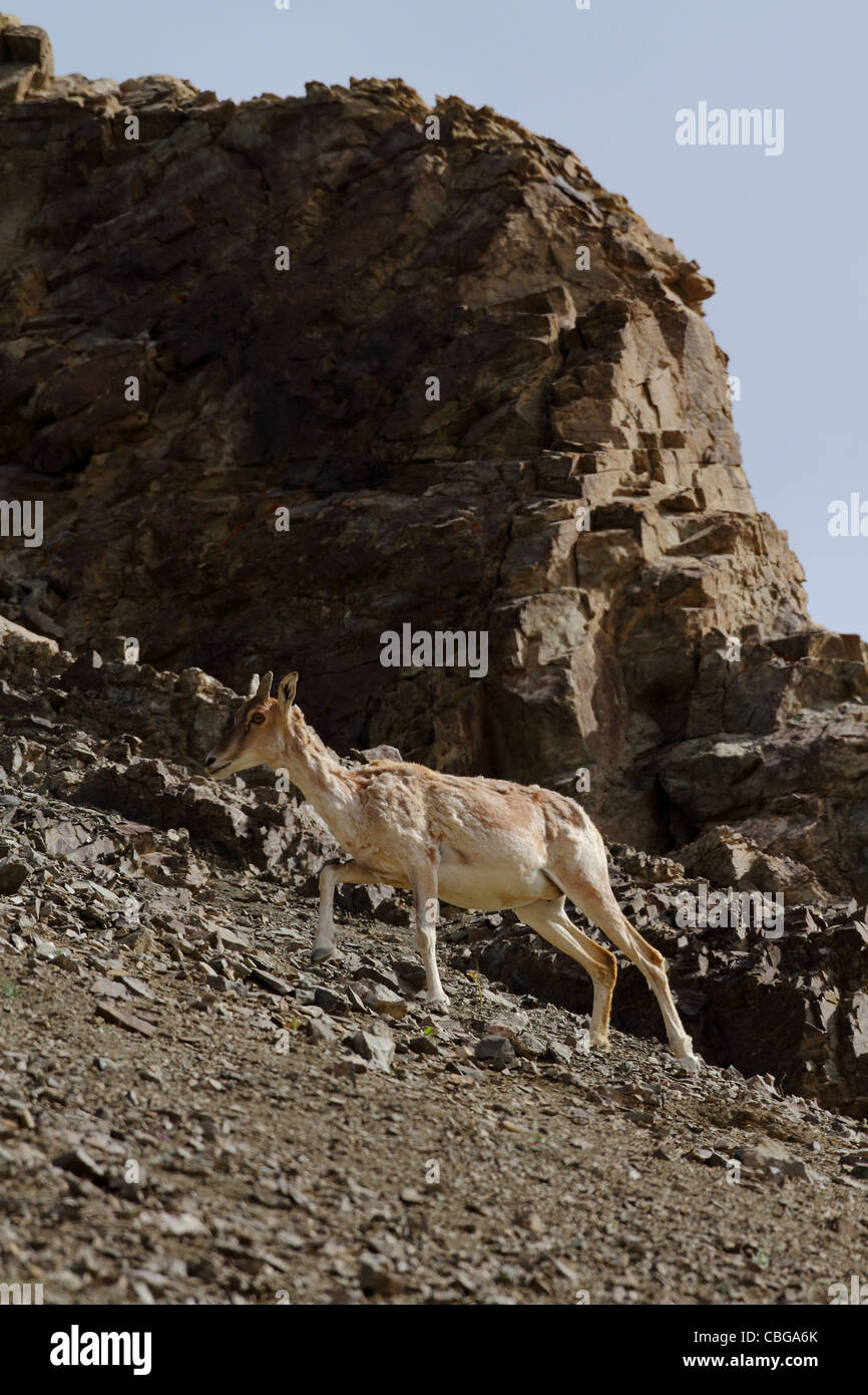 Urial Stock Photos & Urial Stock Images - Alamy