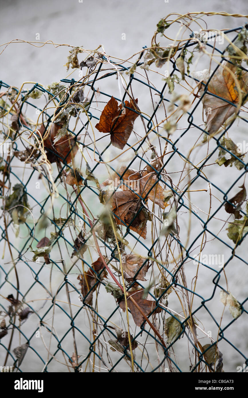 Dead fence hi-res stock photography and images - Alamy