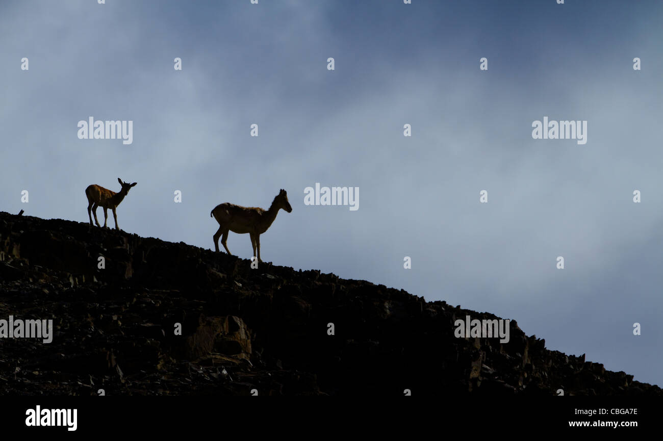 Urial hi-res stock photography and images - Alamy