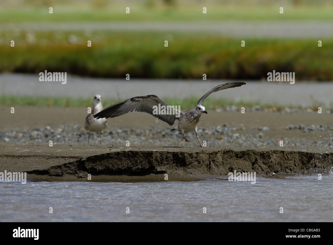 Gulls of india hi-res stock photography and images - Alamy