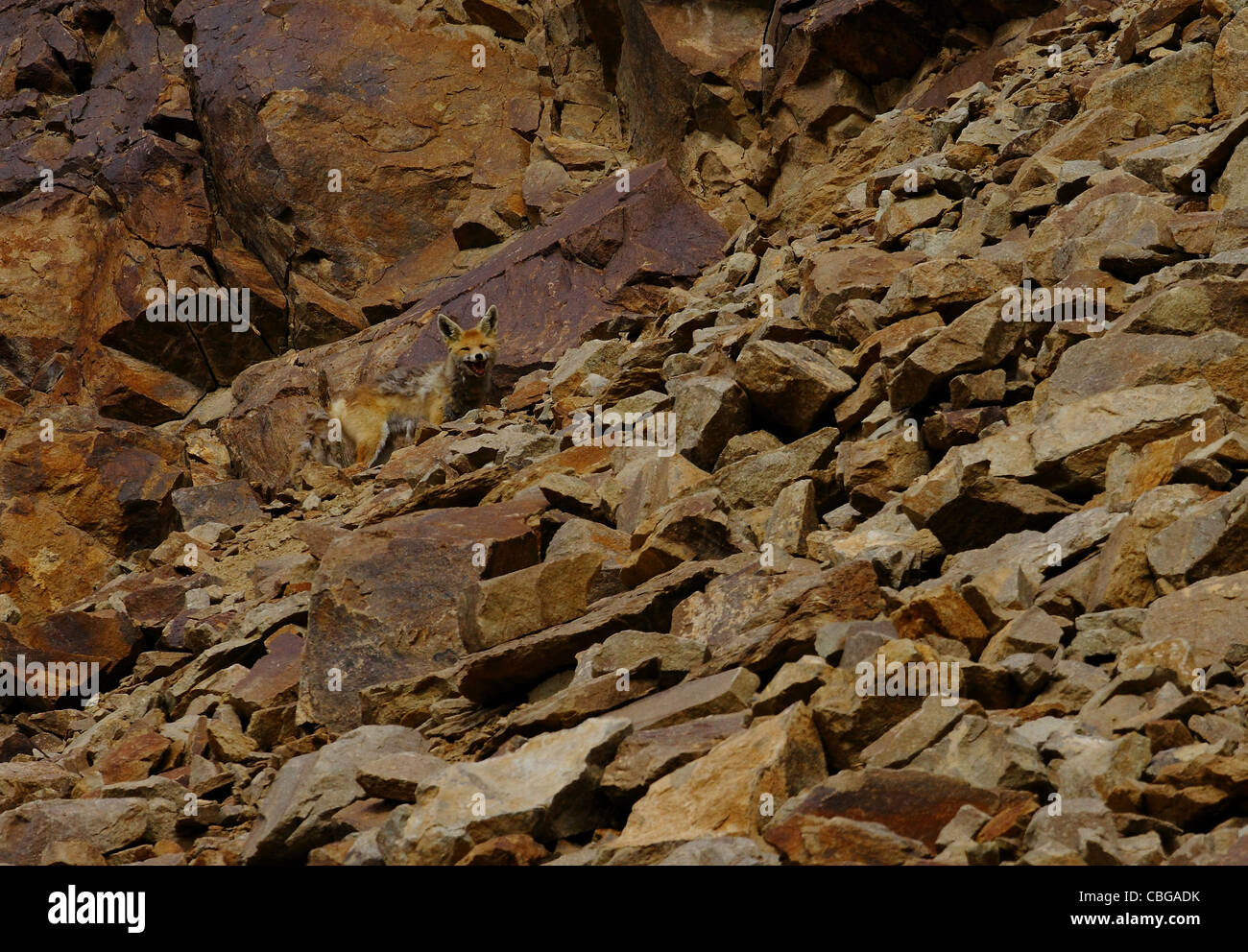 Himalayan Red Fox High Resolution Stock Photography and Images - Alamy