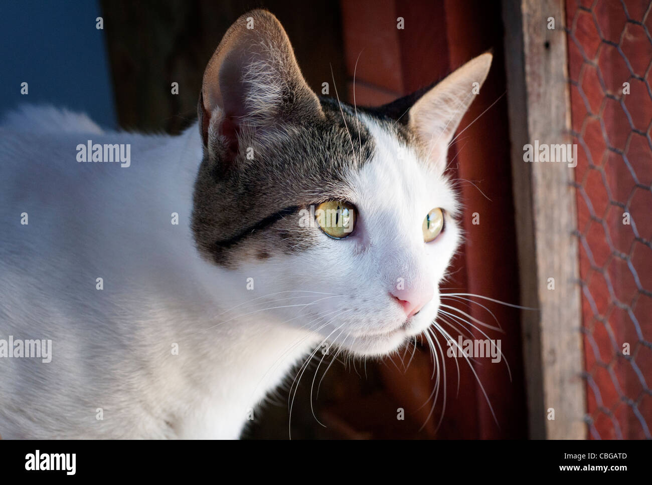 Beautiful three colors furry cat hi-res stock photography and images ...