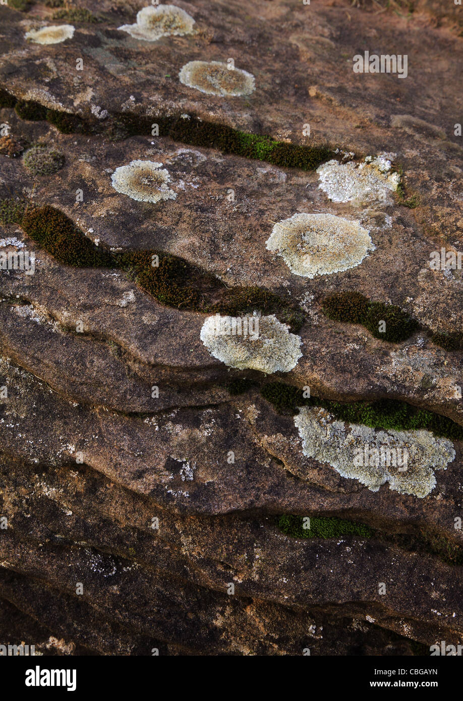 Lichens, Soft Light, Brown Clee Stock Photo - Alamy