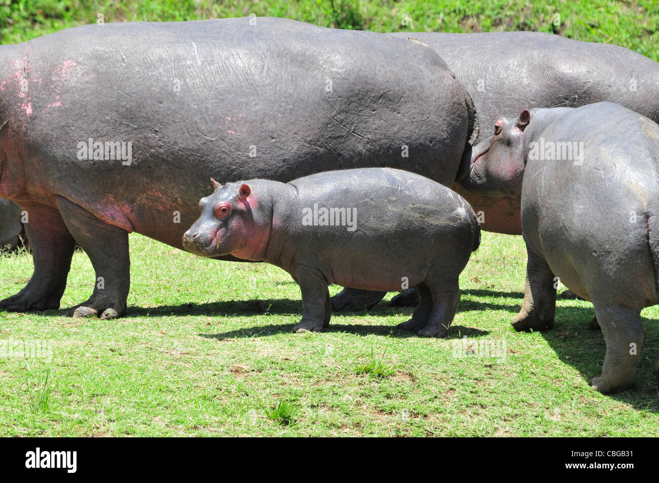 Hippo, Masai Mara Stock Photo - Alamy