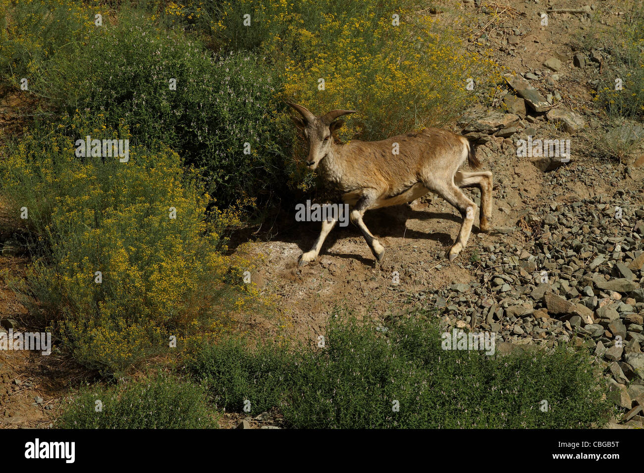 Blue sheep hi-res stock photography and images - Alamy