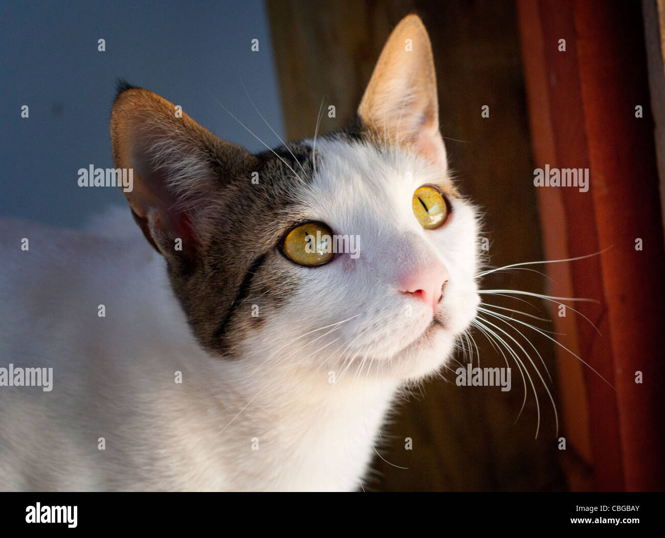 Beautiful three colors furry cat Stock Photo - Alamy