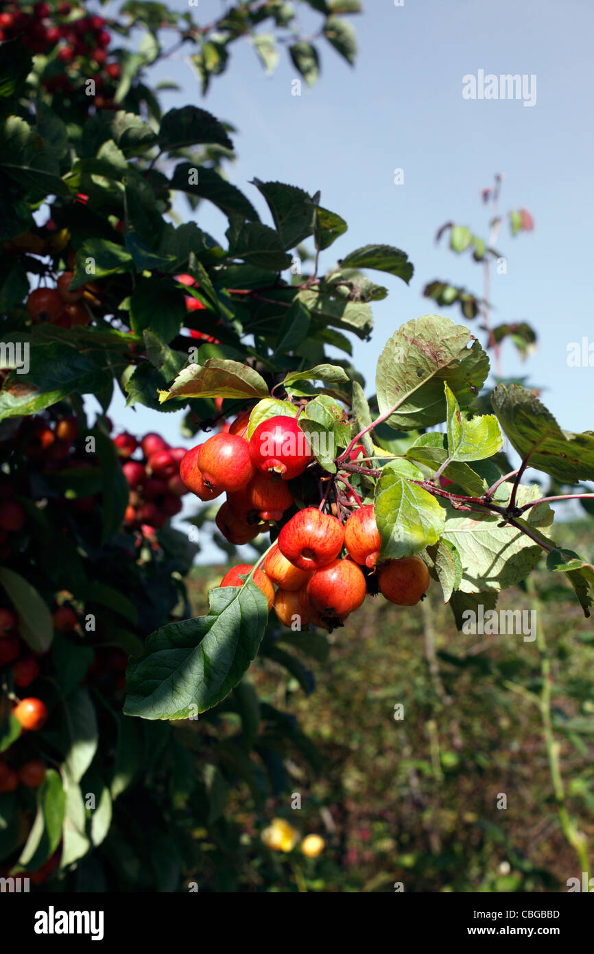 Malus evereste autumn hi-res stock photography and images - Alamy