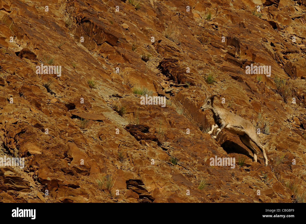 Himalayan Blue Sheep Stock Photo - Alamy