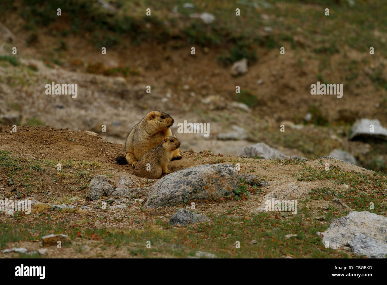 High altitude wildlife hi-res stock photography and images - Alamy