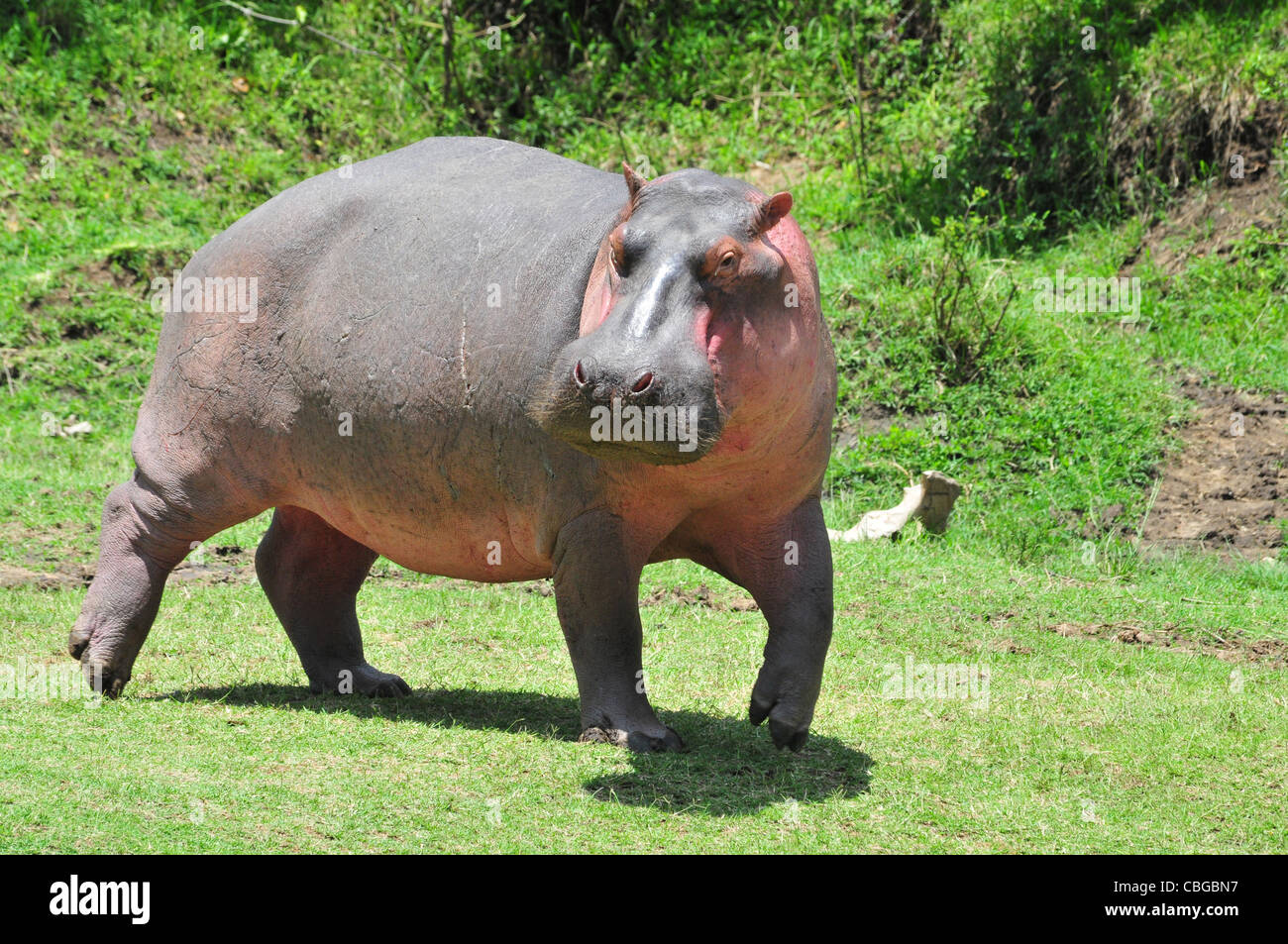 Single hippo hi-res stock photography and images - Alamy