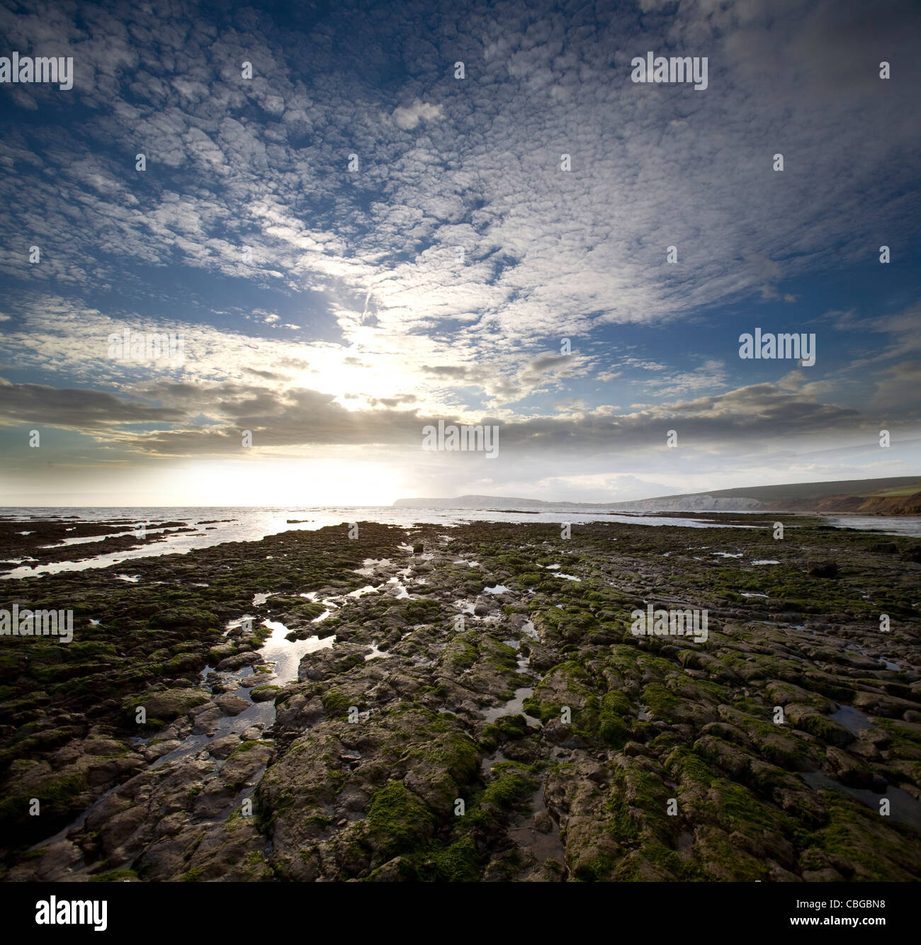 Fossils, dinosaur, wealden beds, wessex, vectis, formations, coastall ...