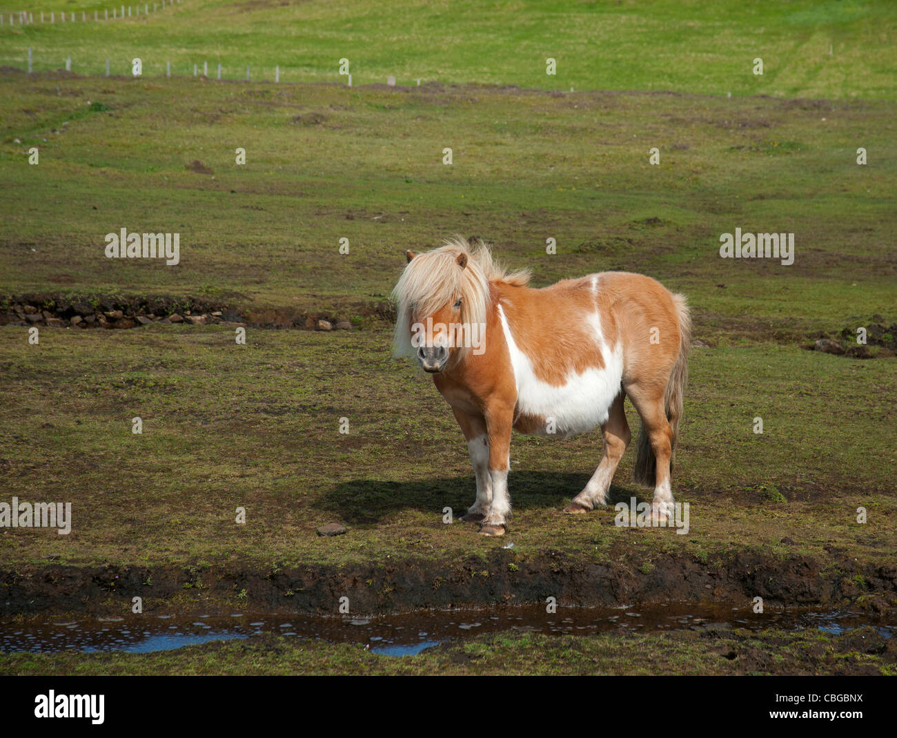 Shetland pony has thick coat and short legs hi-res stock photography ...