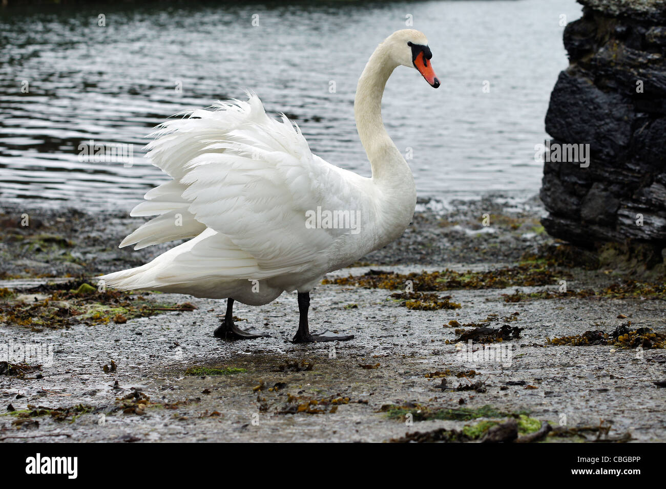 White swan ruffling wing feathers standing on slipway with old stone ...