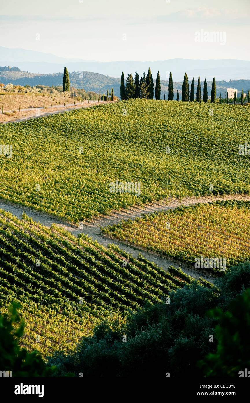Vineyard in chianti tuscany hi-res stock photography and images - Alamy