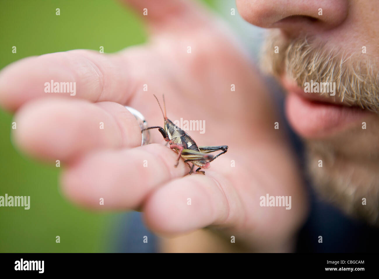 Man holding grasshopper in the palm of his hand Stock Photo - Alamy