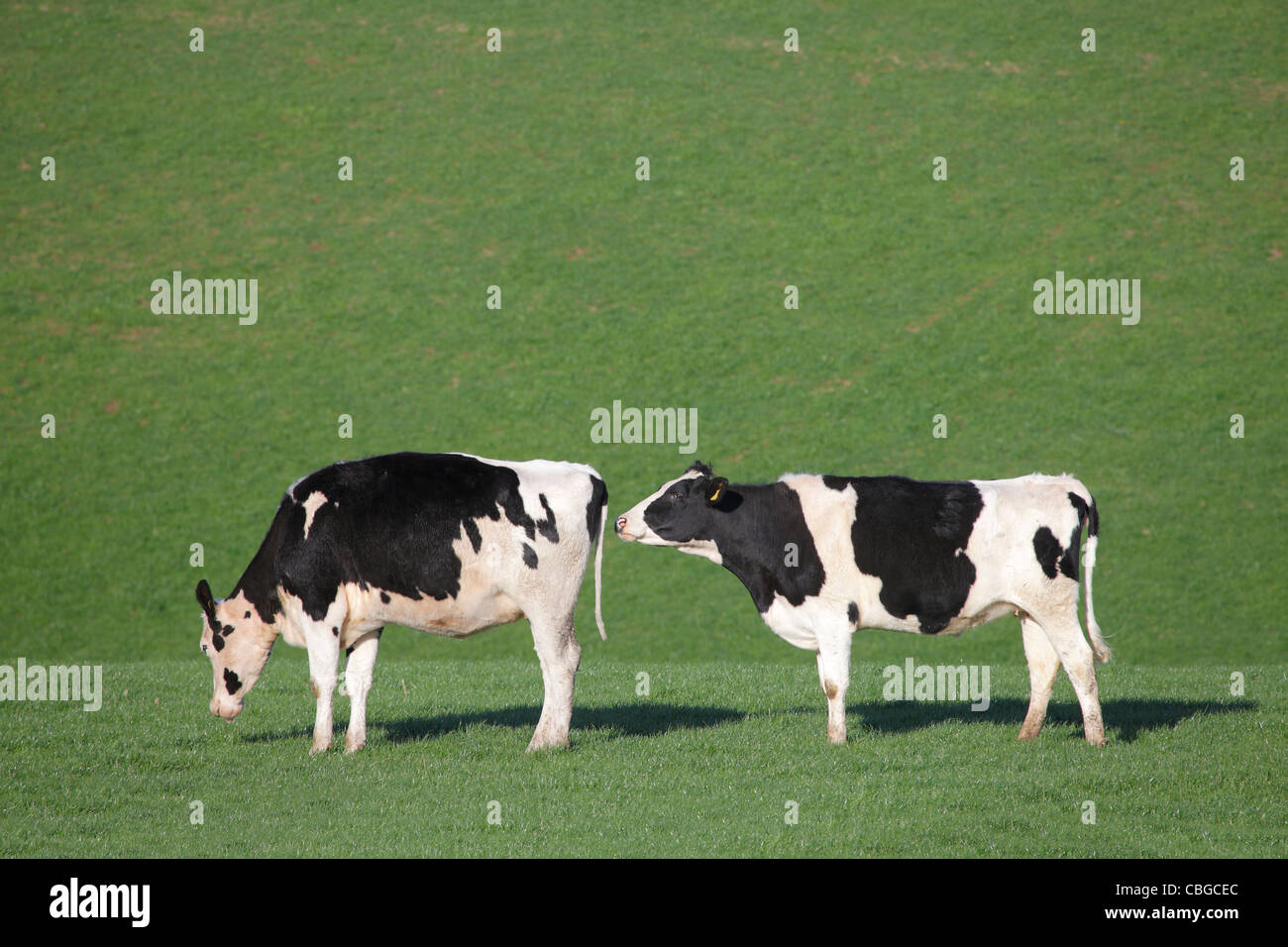 Cow smelling another's bottom on a green grass background near Lazonby ...