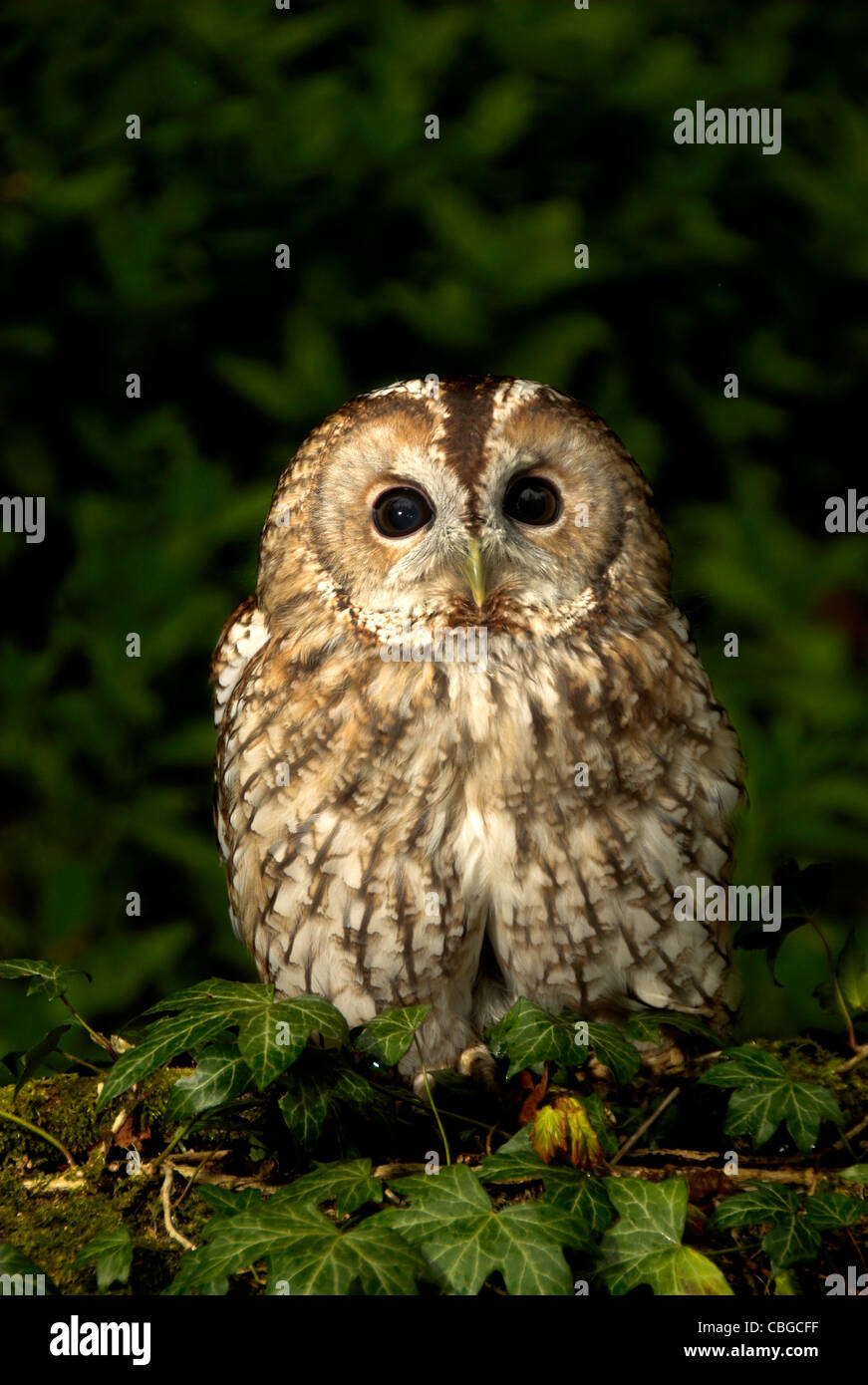 tawny owl strix aluco Stock Photo - Alamy