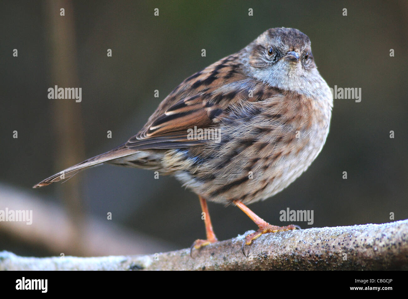 Dunnock adult hi-res stock photography and images - Alamy