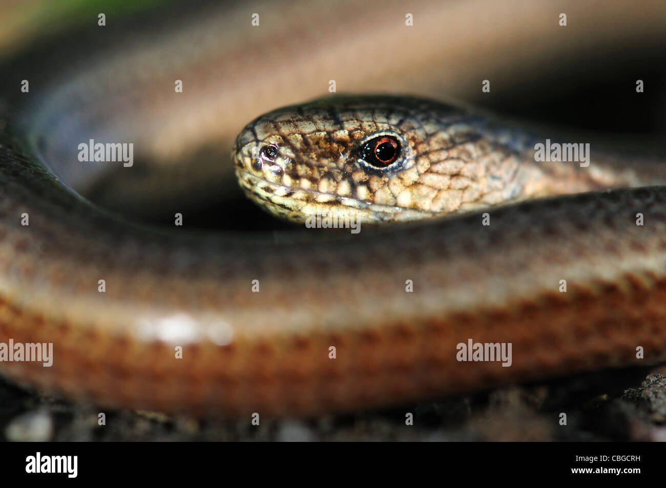 The head of a slow-worm UK Stock Photo - Alamy